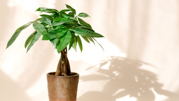 15 Essential Pruning Tips For A Healthier Money Tree (Plus How To ...