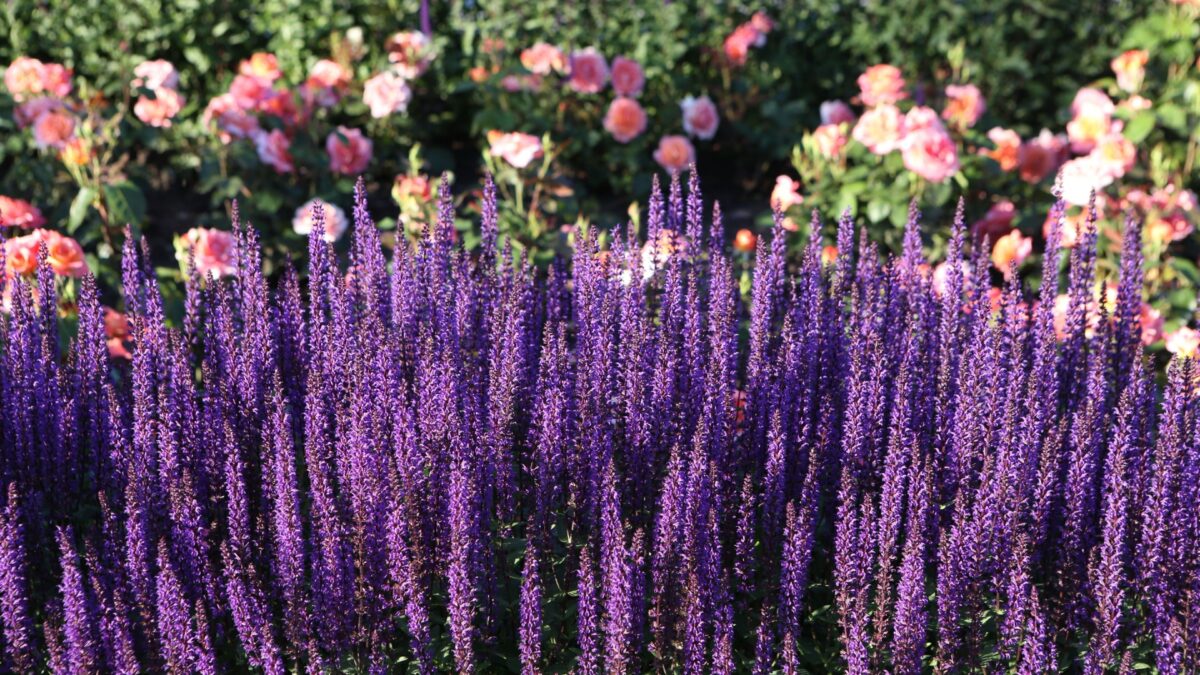 15 Gorgeous Lavender Ground Covers That Double As Living Mulch