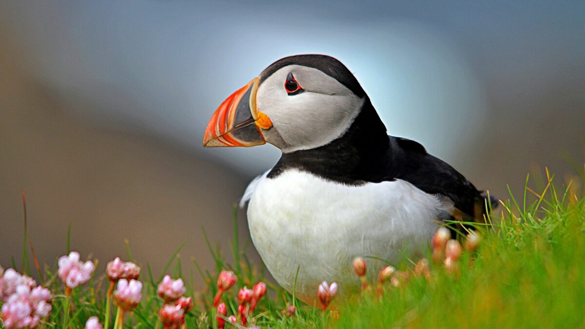 15 Reasons Puffins Are The Most Incredible Birds (And How To Attract ...