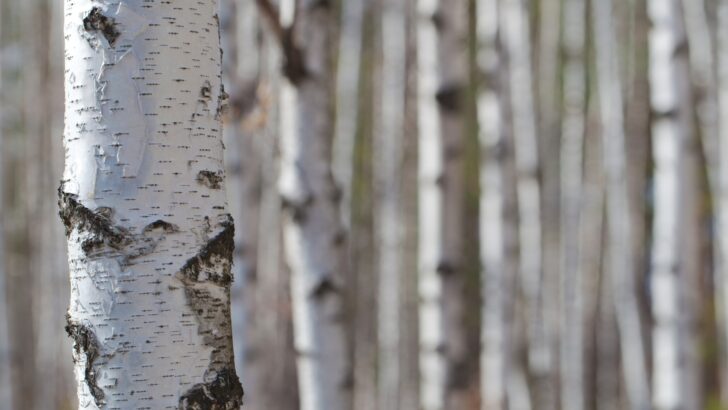 15 Reasons Tree Trunks Are Painted White (And Why It's More Than Just ...