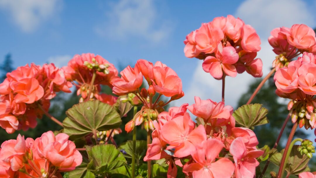 15 Signs It's Time To Deadhead Your Geraniums (And How To Do It Right)