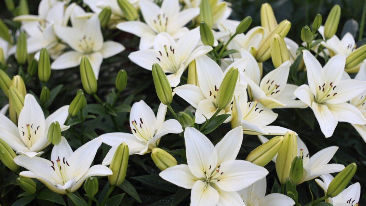 15 Signs That Show Your Lilies Are In Trouble (And What To Try Before ...