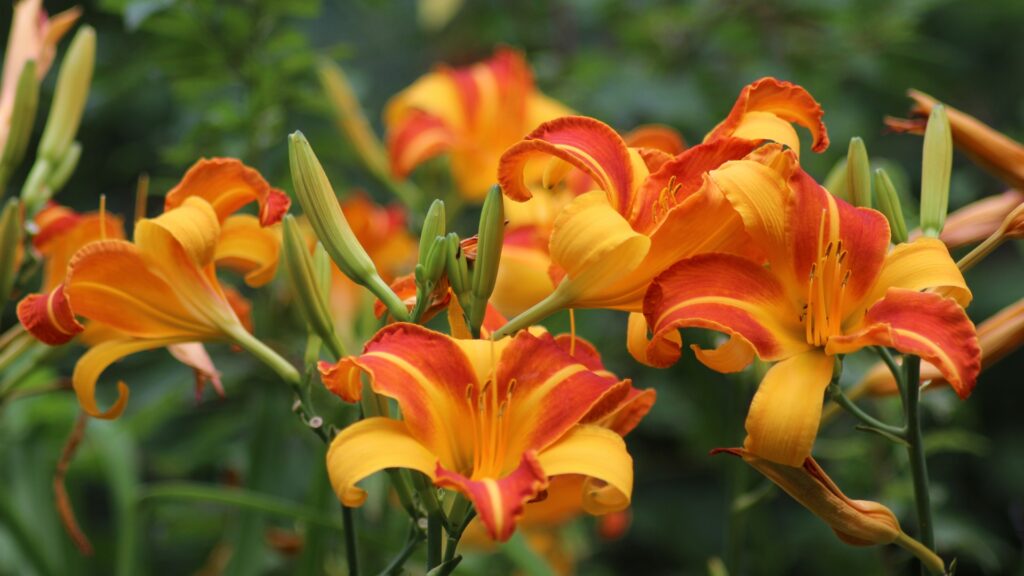 15 Simple Steps To Deadhead Daylilies For More Blooms (And Keep Them ...
