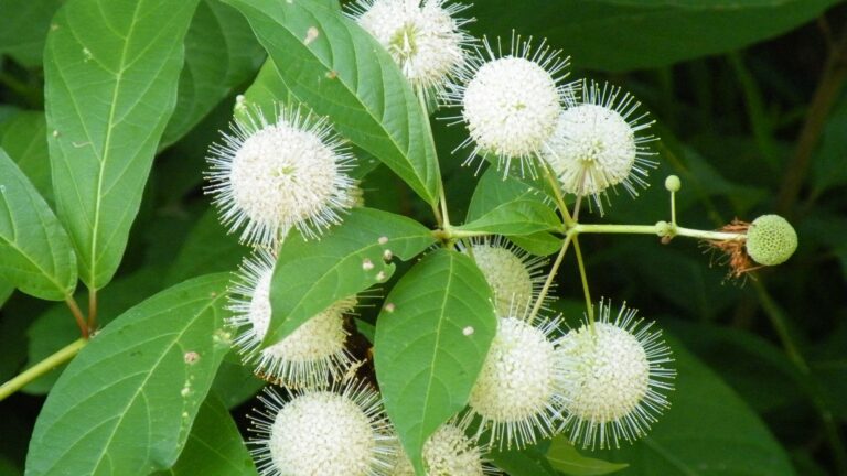 15 Simple Steps To Grow Beautiful Buttonbush Shrubs (Plus Care Tips For Best Blooms)