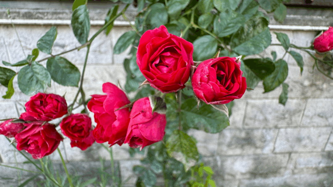 15 Simple Steps To Grow Vertical Roses With Stunning Results