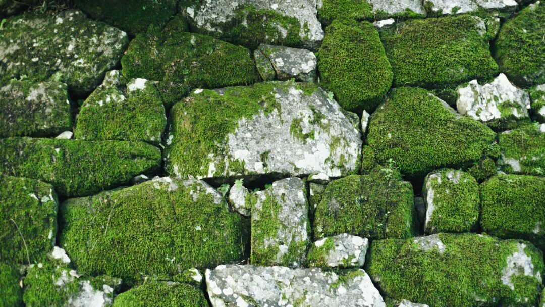 15 Smart Ways To Deal With Moss Taking Over Your Patio (And How To Stop ...