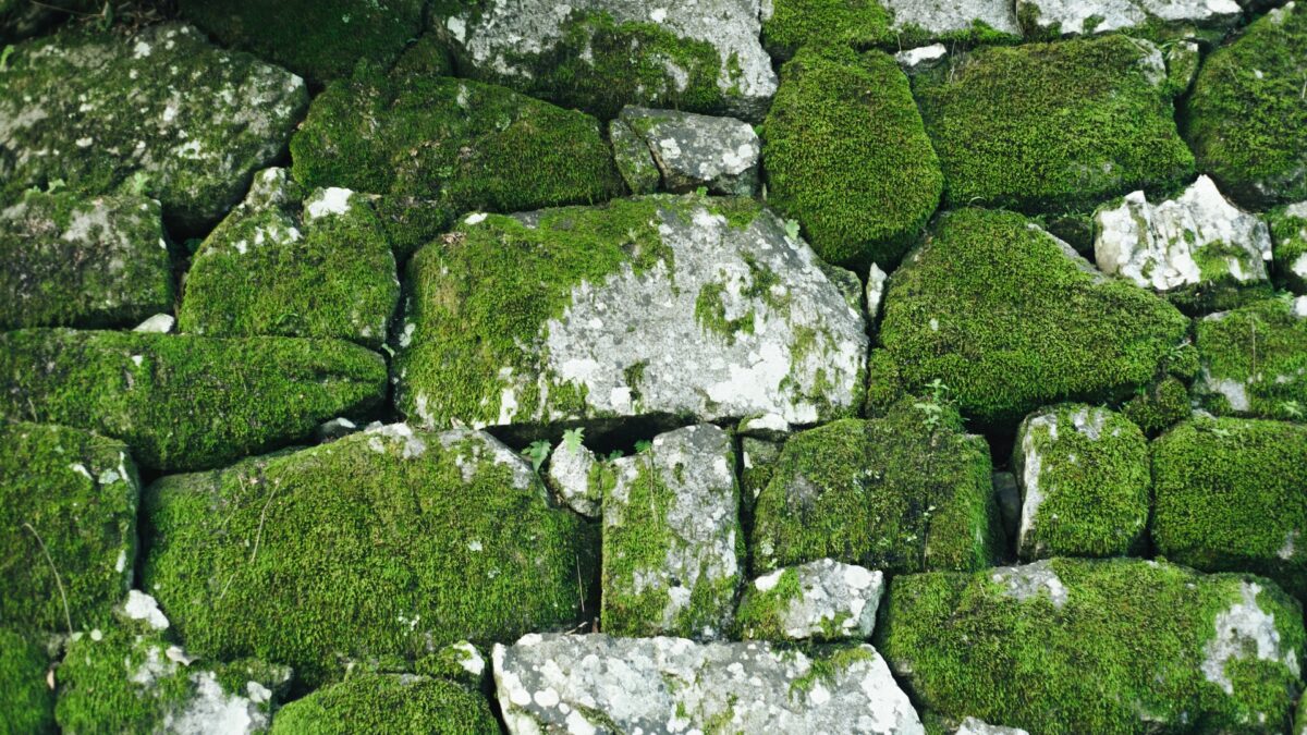 15 Smart Ways To Deal With Moss Taking Over Your Patio (And How To Stop ...
