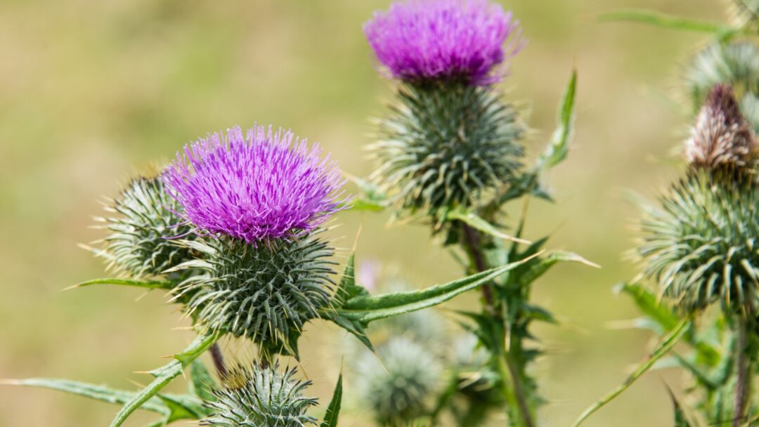 15 Steps To Pull Stubborn Thistle Weeds By Hand (And Keep Them From ...