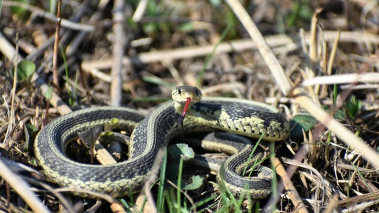 15 Surprising Scents That Might Be Attracting Snakes To Your Yard