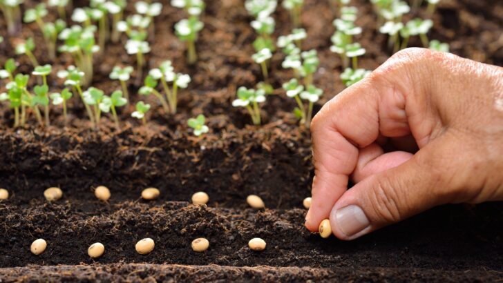15 Things That Happen When You Plant A Seed Upside Down (And How To Fix It)