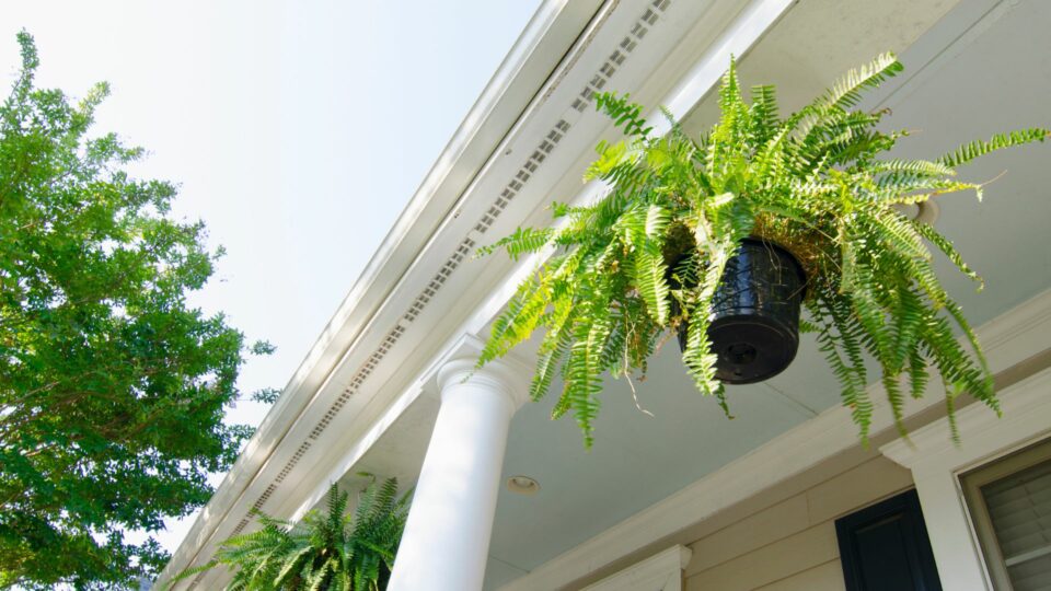 15 Tips To Keep Porch Ferns Green And Lush All Season (And 3 Mistakes ...