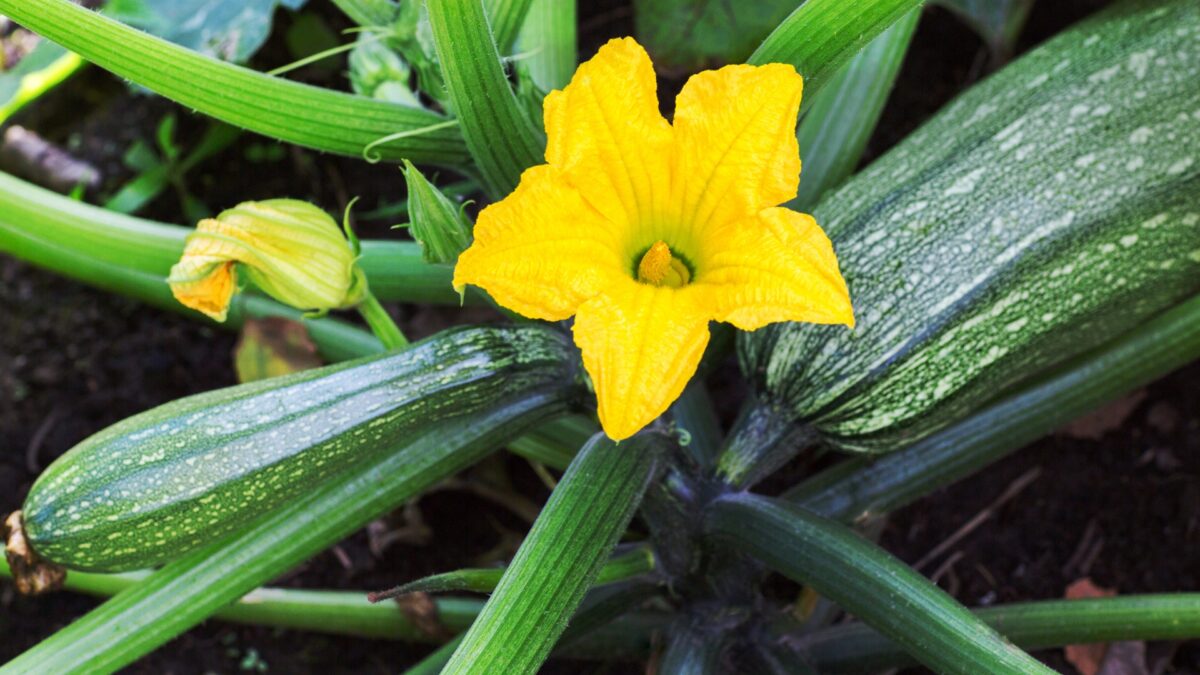 15 Ways To Stop Powdery Mildew On Zucchini Before It Spreads