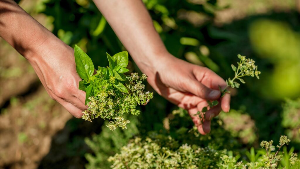 15 Ways Your Herbs Tell You It's Time To Deadhead (And Why It Makes A ...