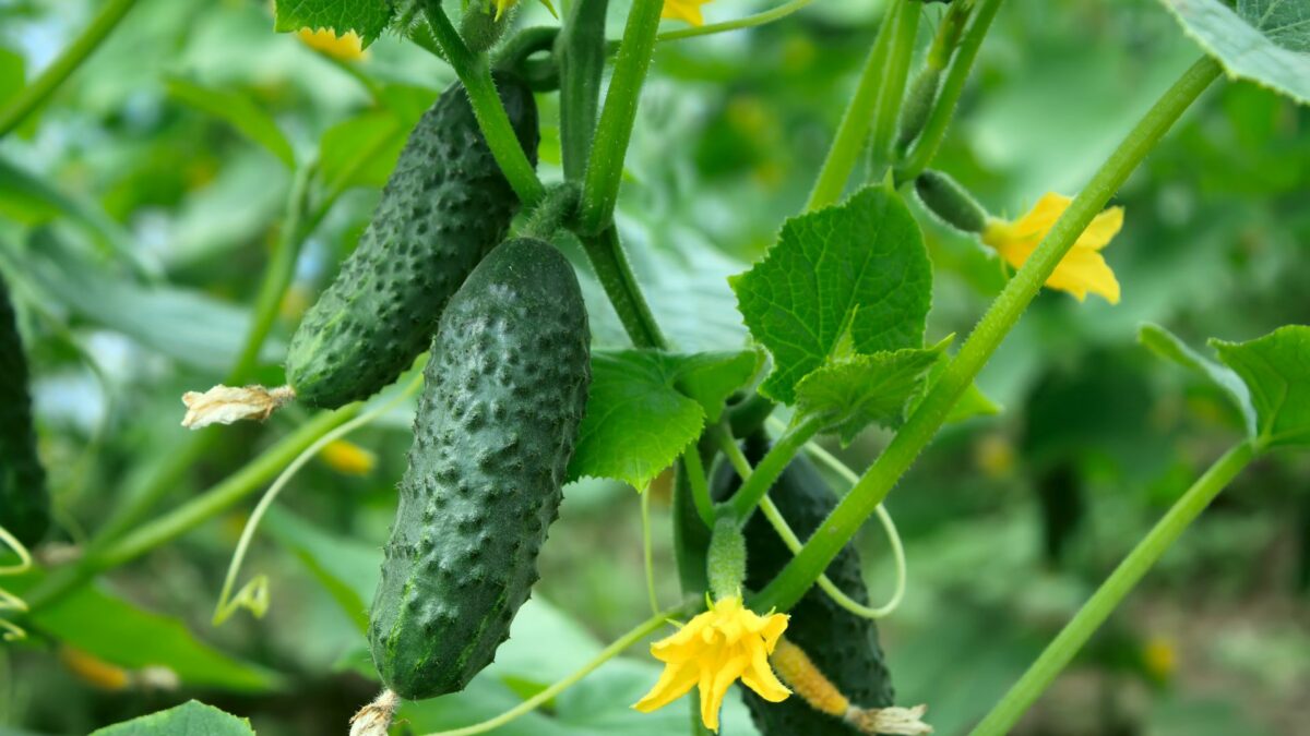 16 Baby Cucumber Container Growing Mistakes (And Easy Fixes For Better ...