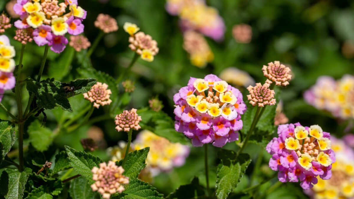 16 Beautiful Flowers That Thrive In Coastal Heat (And A Few That Can’t ...