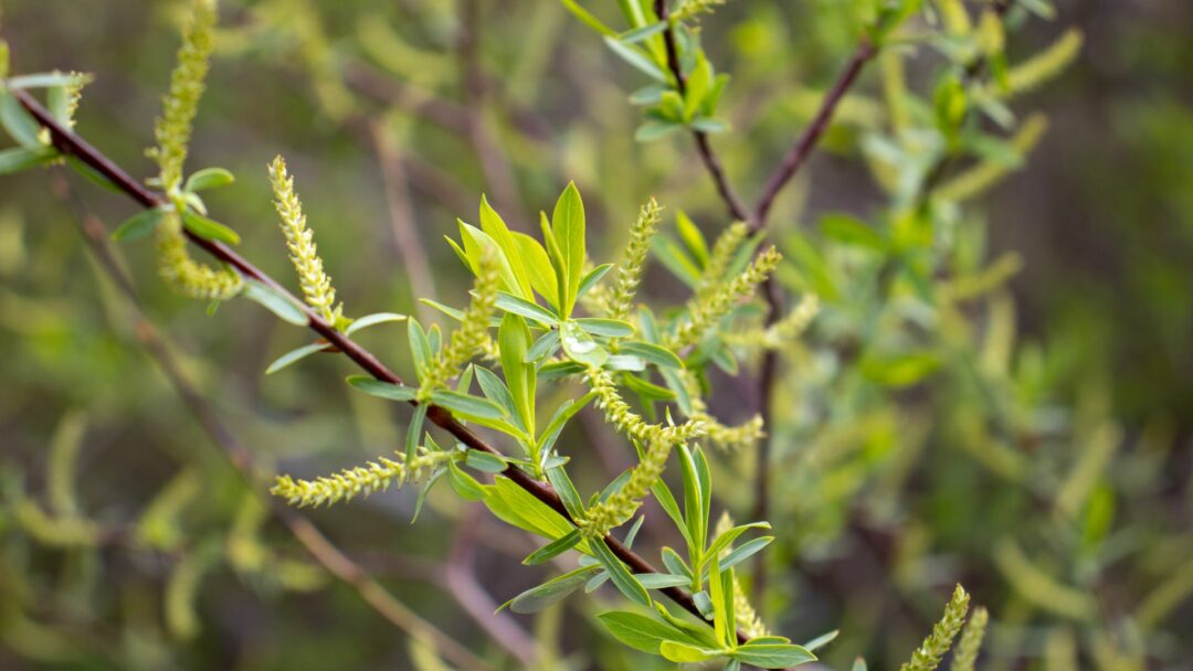 16 Easy Steps To Grow Willow From Cuttings (And Where To Plant Them)