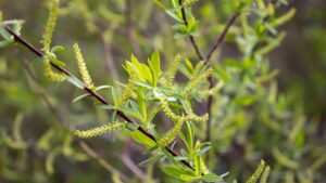 16 Easy Steps To Grow Willow From Cuttings (And Where To Plant Them)