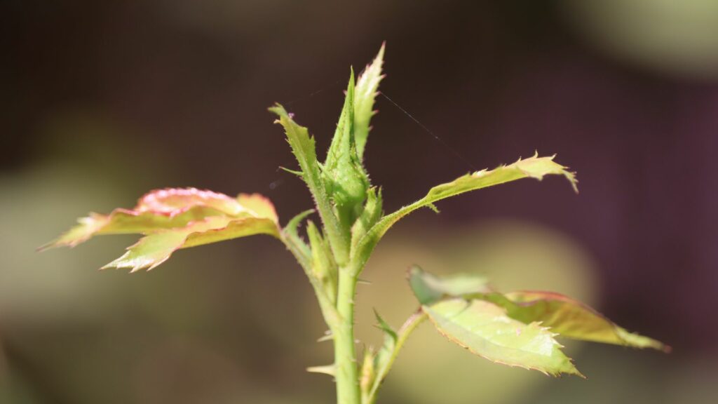 16 Essential Tips For Growing Roses From Seed (Even If You're Starting ...