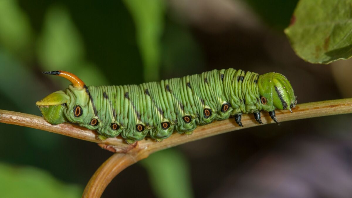 16 Garden Pests To Watch For In June—And How To Get Rid Of Them