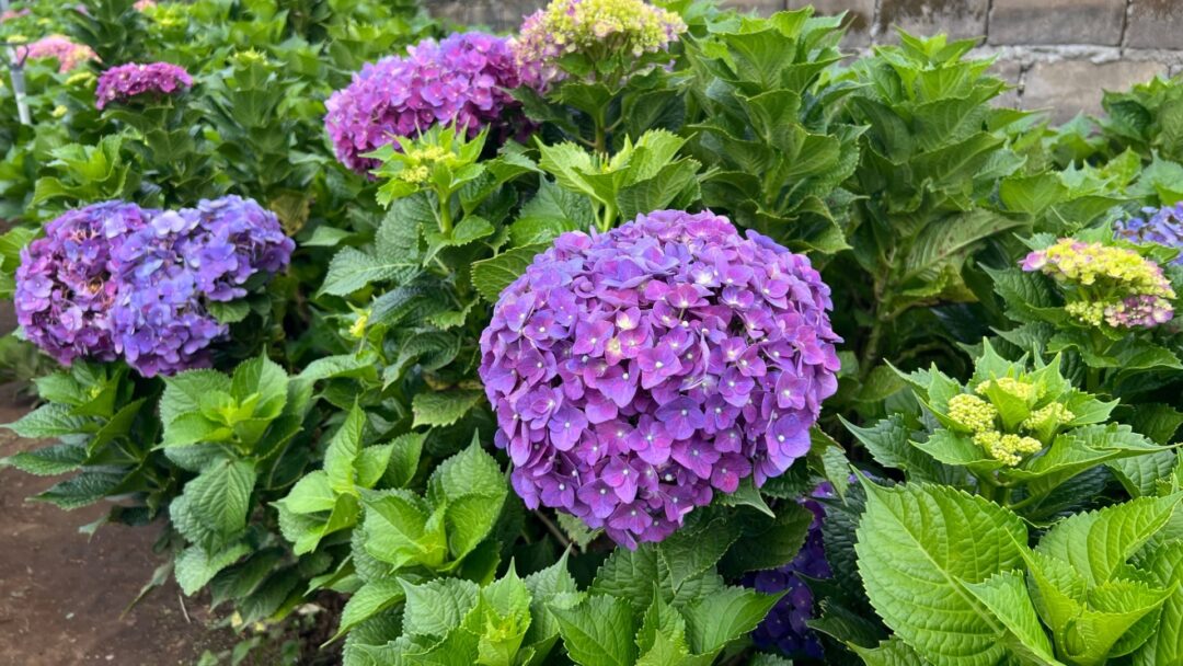 16 Stunning Hydrangeas That Thrive In Shade (Yes, Even In Low-Light Yards)