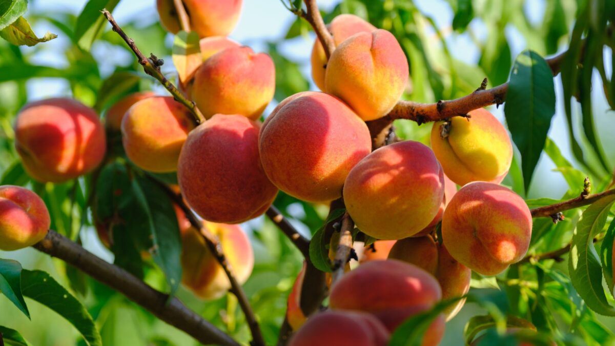 16 Things To Do In June For Fruit Trees That Flourish