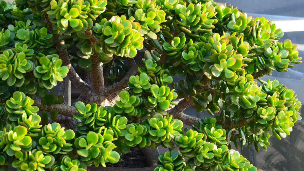 16 Ways To Turn Your Jade Plant Into A Stunning Indoor Tree