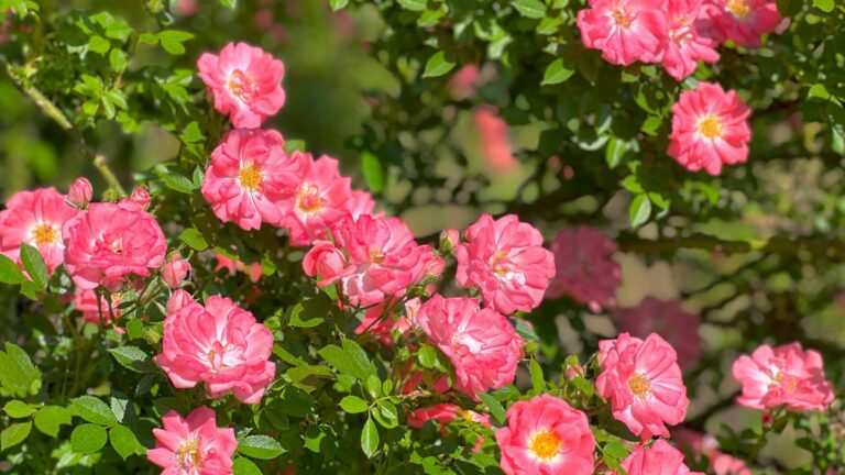 17 Best Rose Bush Types You Should Know (Before Choosing The Right One ...
