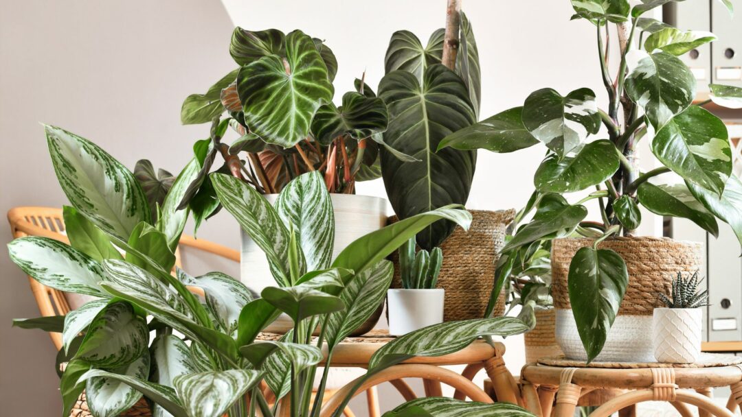 17 Creative Ways To Group Houseplants (And 3 Mistakes That Ruin The Look)