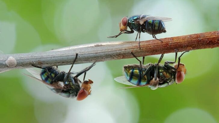 17 Fast Ways To Get Rid Of Flies In Your Backyard