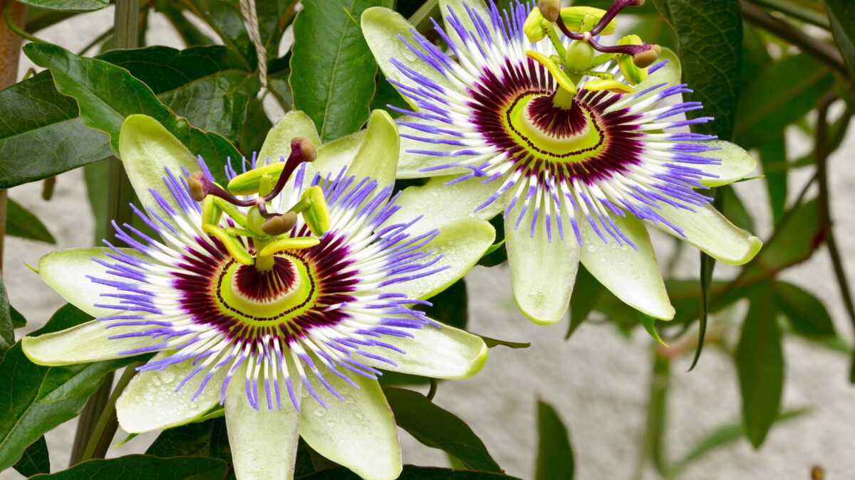 17 Flowers That Look Exotic But Grow Like Weeds (And Are Surprisingly ...
