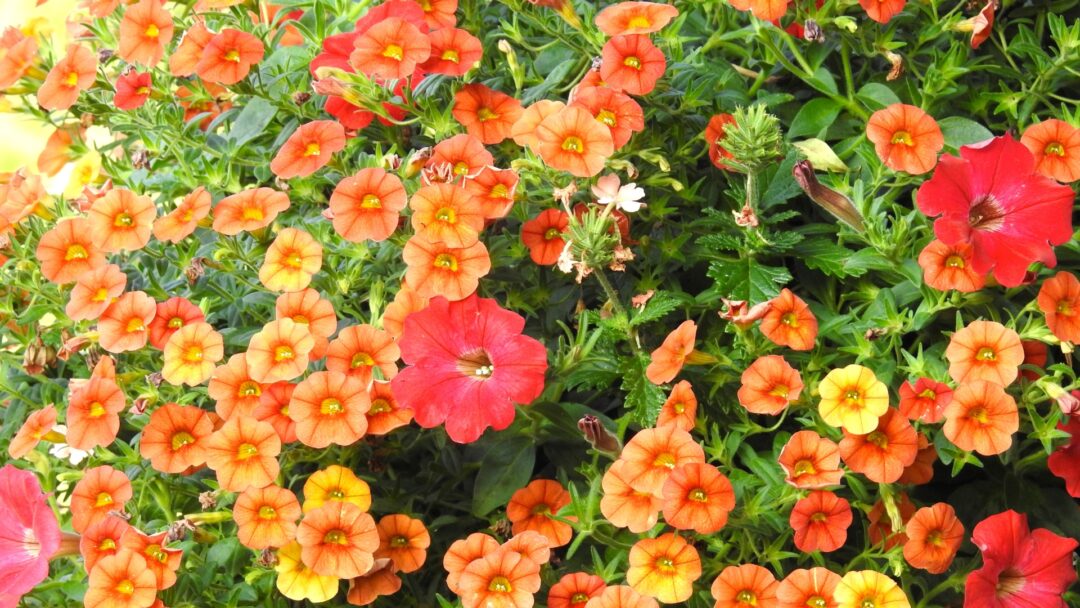 17 Million Bells Varieties That Attract Pollinators To Your Yard (And ...