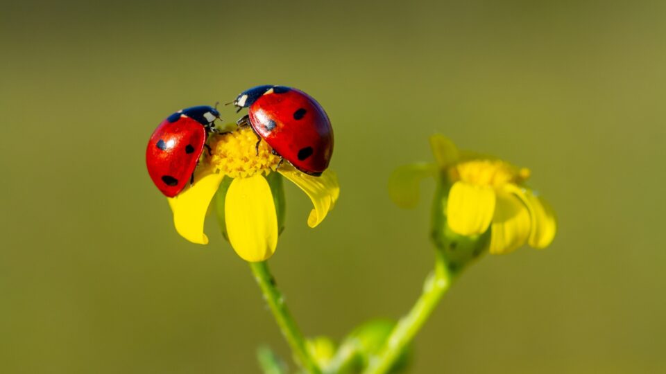 17 Reasons Why You Should Think Twice Before Spraying Away Ladybugs