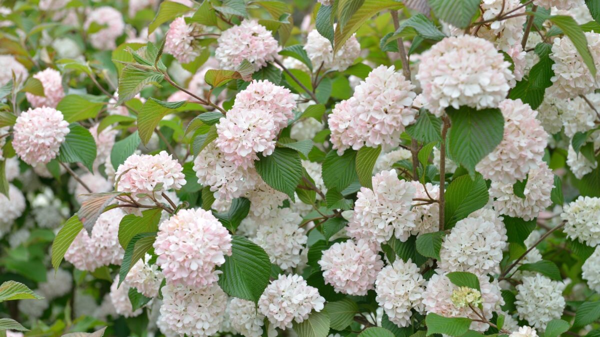 17 Shrubs That Grow Beautifully Without Pruning (And Tips To Keep Them ...