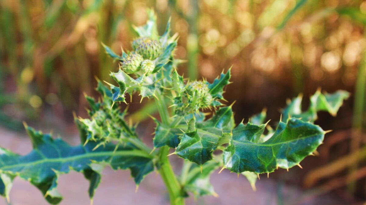 17 Sneaky Signs Invasive Plants Are Wrecking Your Garden (And What To ...