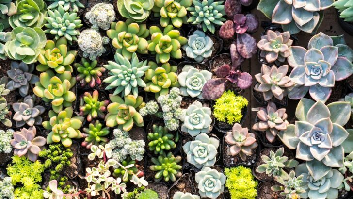 SUCCULENTS AND CACTUSES - Positivebloom