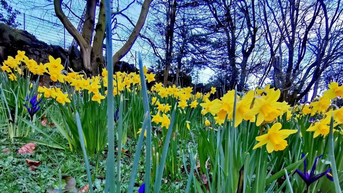 17 Tips For Combining Irises And Daffodils Beautifully (Plus Advice For ...