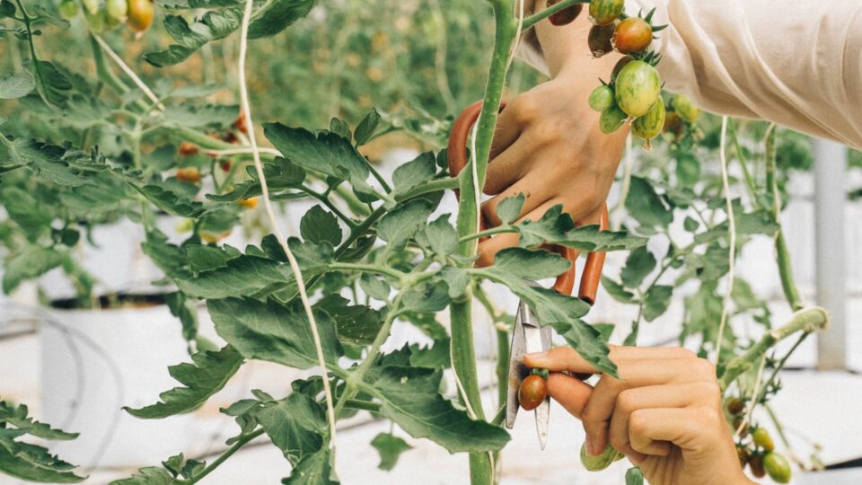 17 Tomato Pruning Tips For Maximum Yield And Plant Health