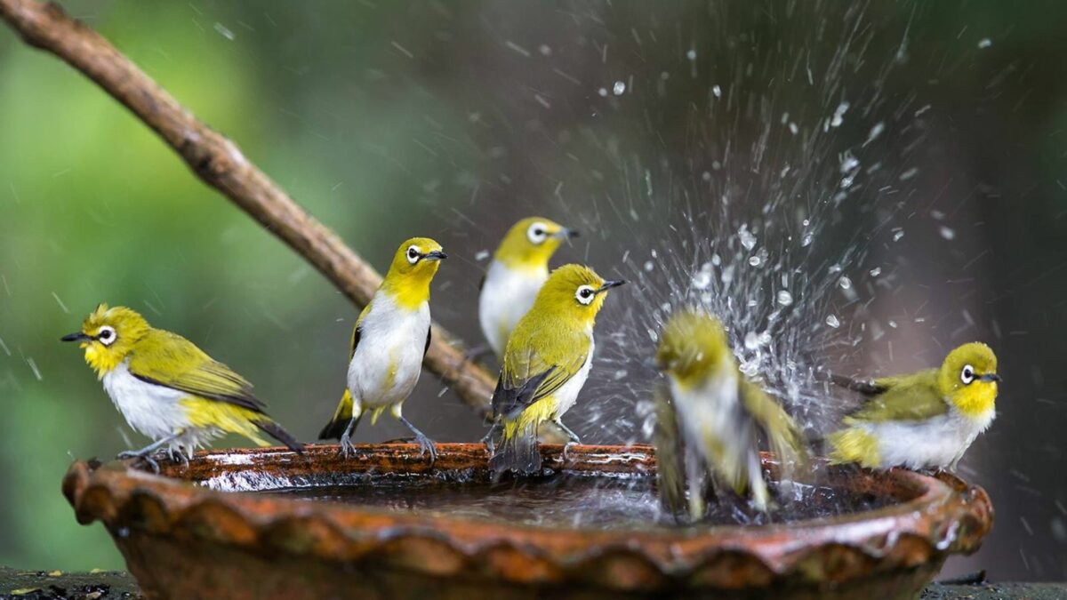 17 Yard Features That Instantly Attract Happy Birds