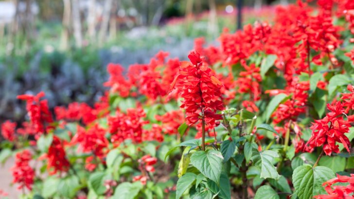 18 Types Of Salvias That Bring Endless Color To Your Garden
