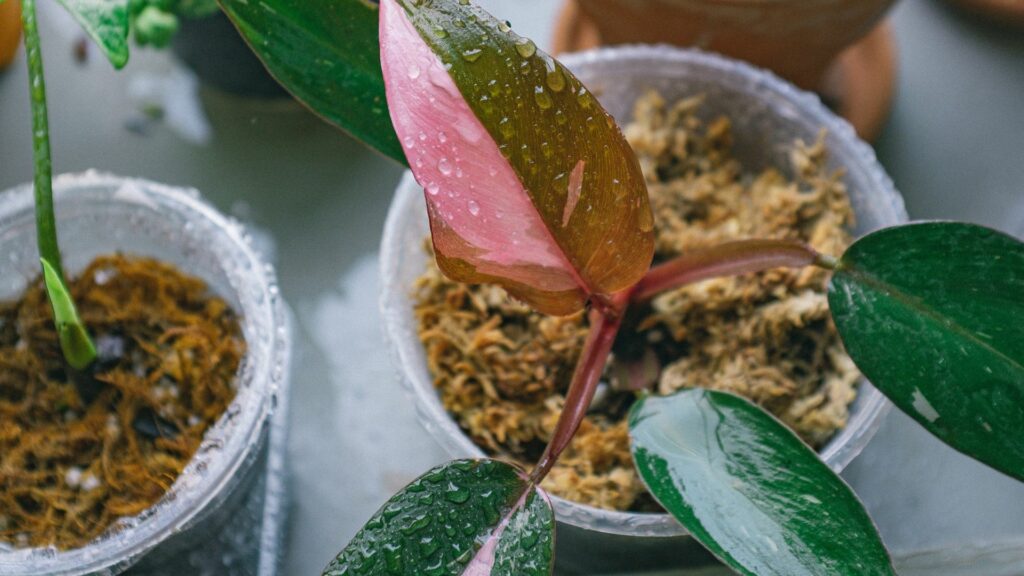 19 Most Expensive Houseplants In The World (And Why Gardeners Are Still ...