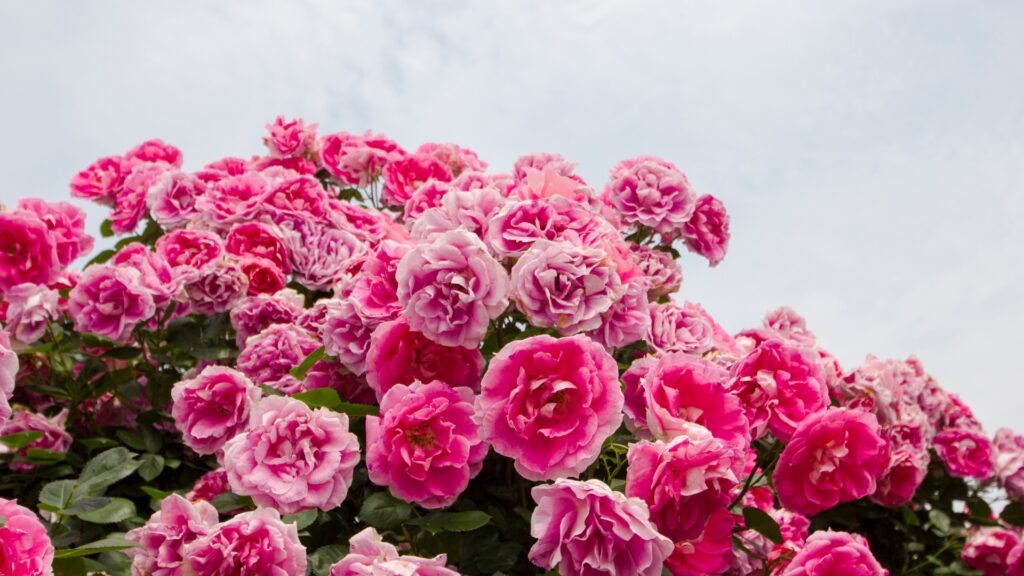 20 Best Ground Covers To Plant Alongside Roses (And Create A Stunning ...