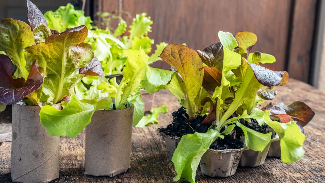 20 Common Items Hiding At Home That Work Magic In The Garden