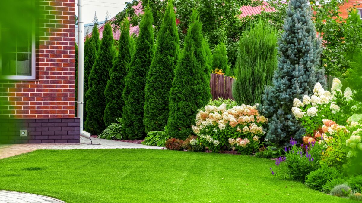 20 Fast-Growing Privacy Trees That Instantly Transform Your Yard (And ...