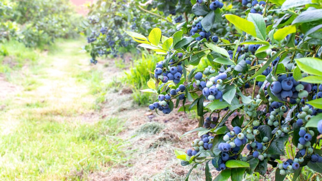 20 Fruit-Bearing Shrubs Perfect For Fences And Hedges (And How To Grow ...