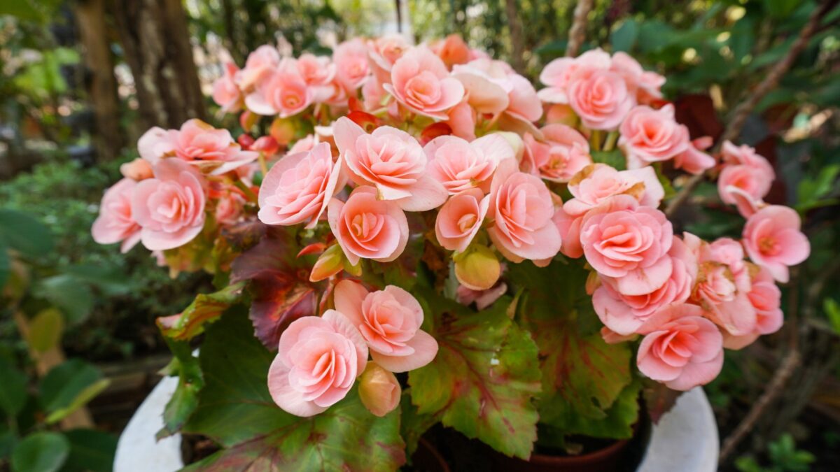20 Gorgeous Plants That Only Need 4 Hours Of Sunlight (And Still Bloom ...