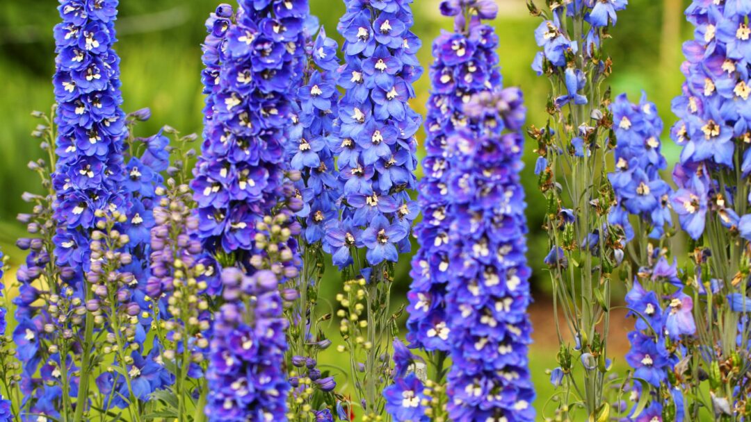 20 Incredible Blue Perennials That Will Make Your Garden Stand Out
