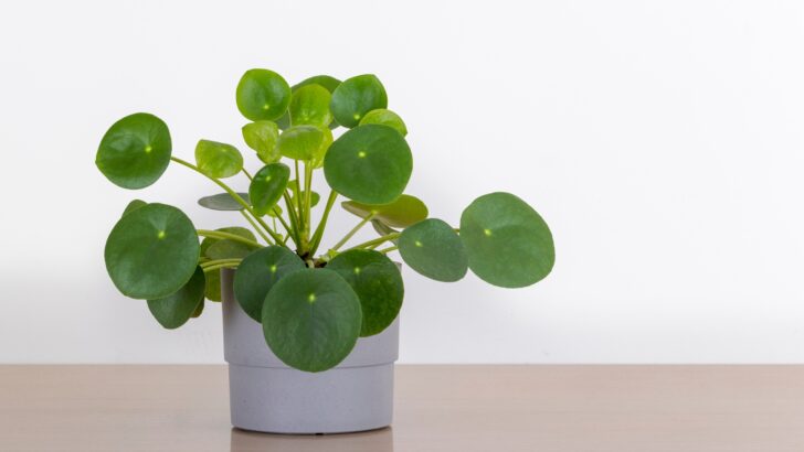 20 Indoor Plants With Unique Coin-Shaped Leaves (And How To Care For Them)