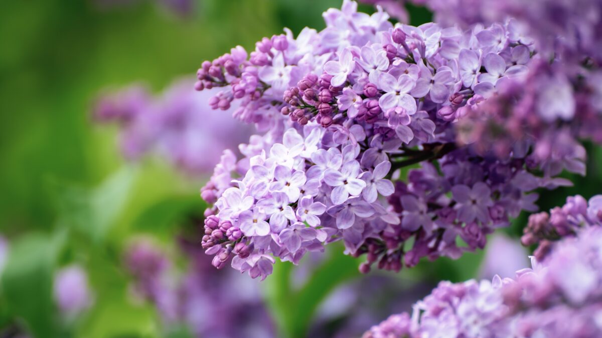 20 Lilac Varieties Perfect For Container Growing (Plus Tips To Keep ...