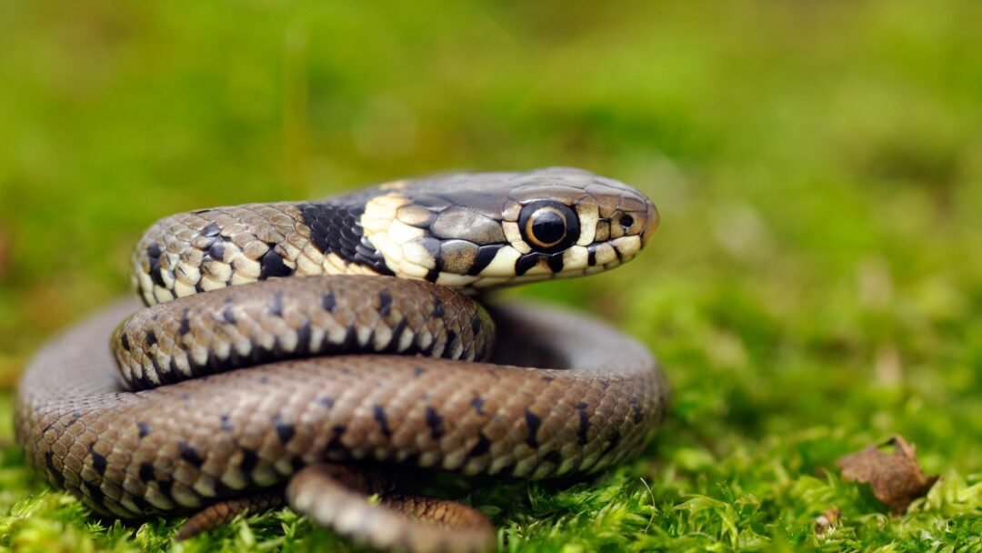 20 Plants That Keep Snakes Out Of Your Yard Naturally