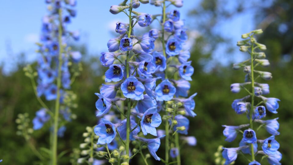 20 Stunning Blue Flowers To Brighten Summer Patios (Plus Care Tips To ...